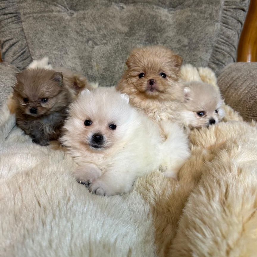 Померанский шпиц, щенок