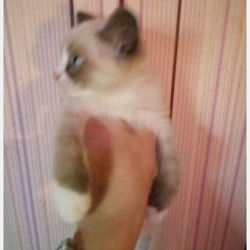Котенок мальчик ищет дом