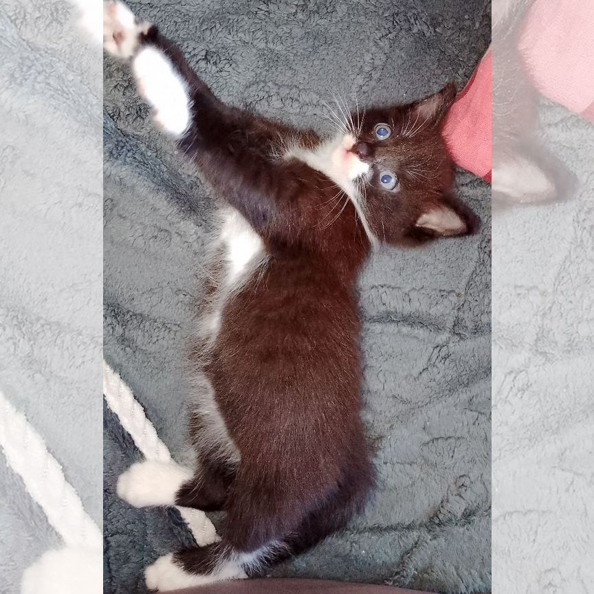 Котёнок в добрые руки