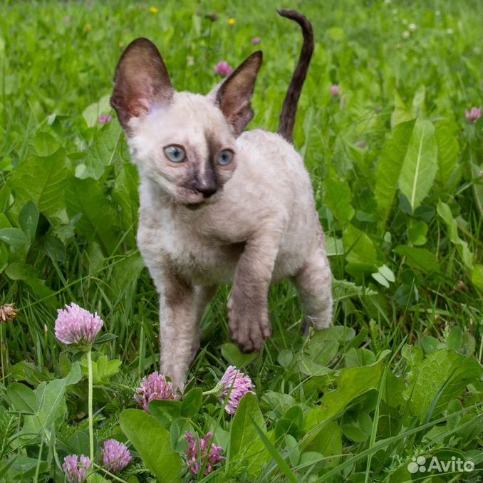 Очаровательные котята породы корниш-рекс
