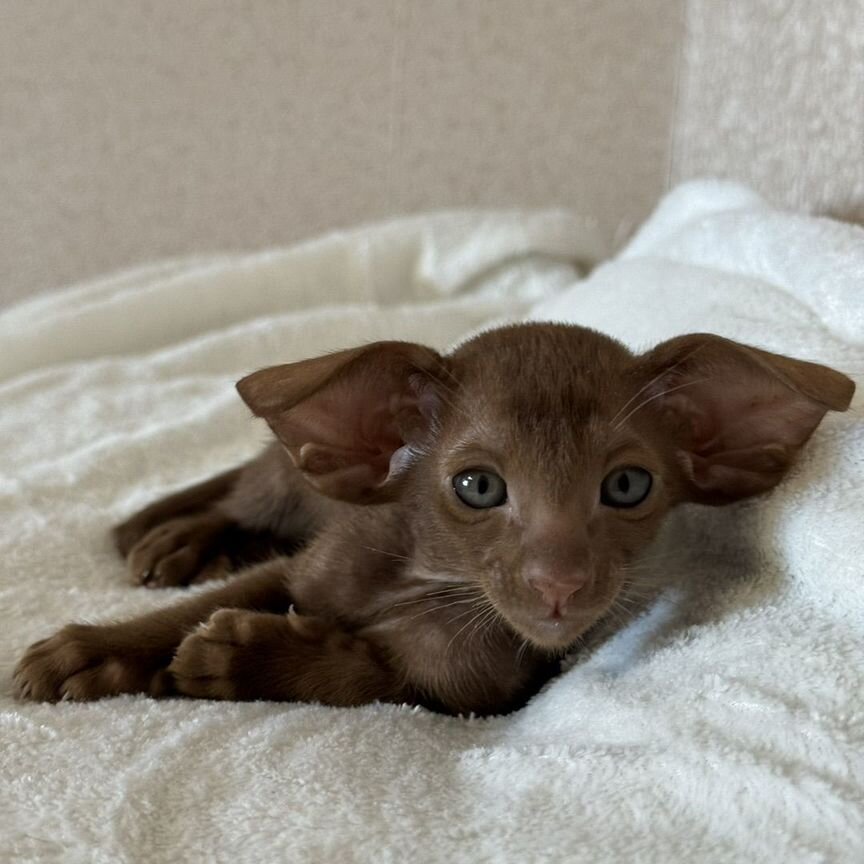 Ориентальный кот экстрим