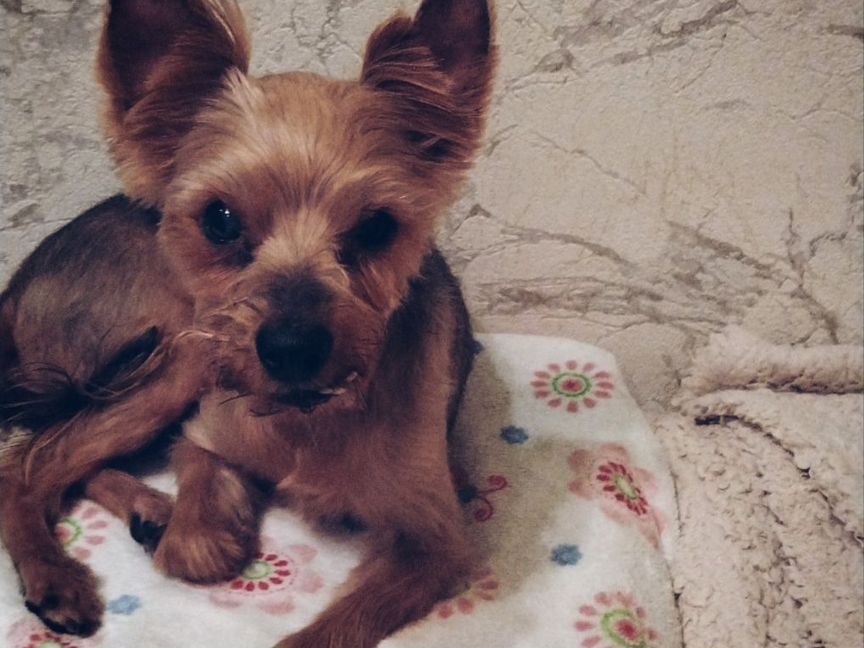 Йоркширский терьер девочка