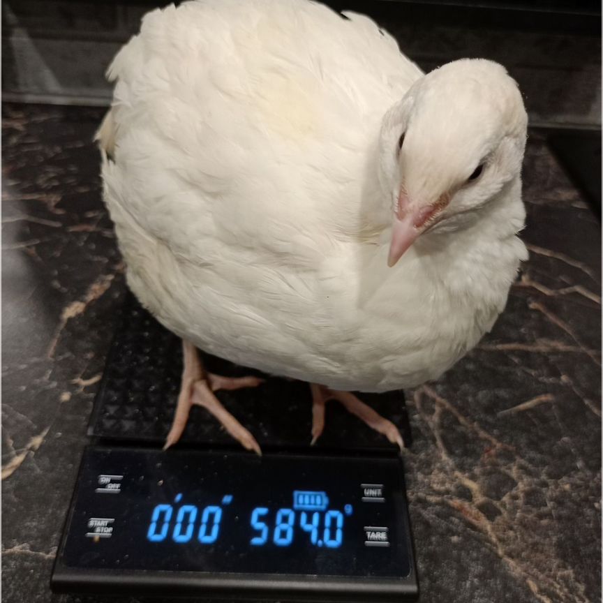 Инкубационное яйцо перепелов