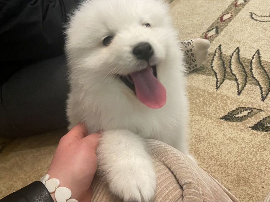 Самоедская лайка