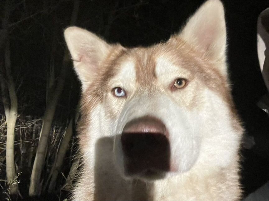 Хаски найден в гаражах на Рейде Правдинск