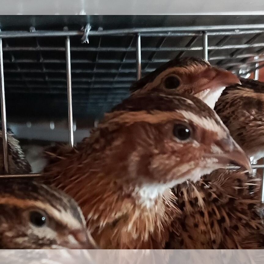 Перепела продажа