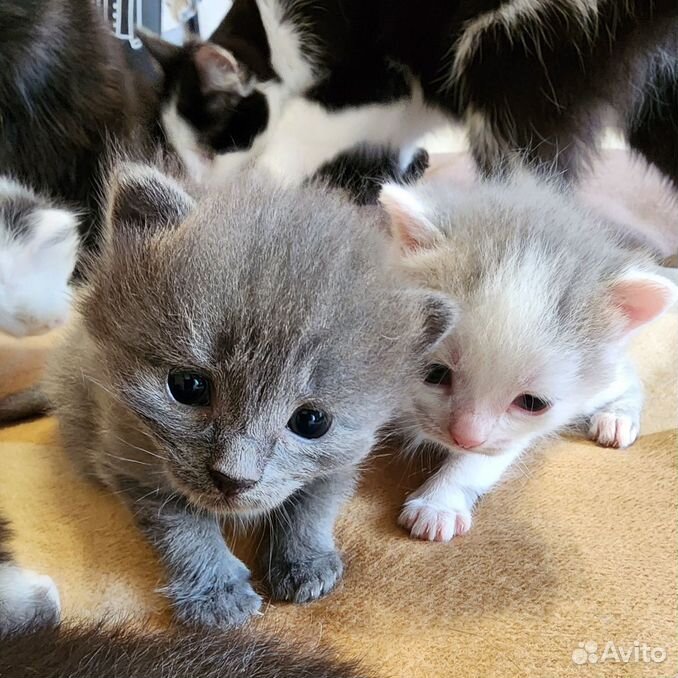 Котятки ищут дом, отдам в хорошие и надёжные руки