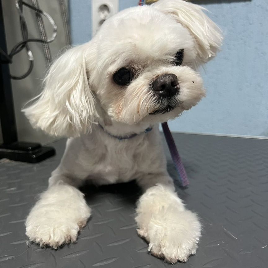 Мальчик мальтезе