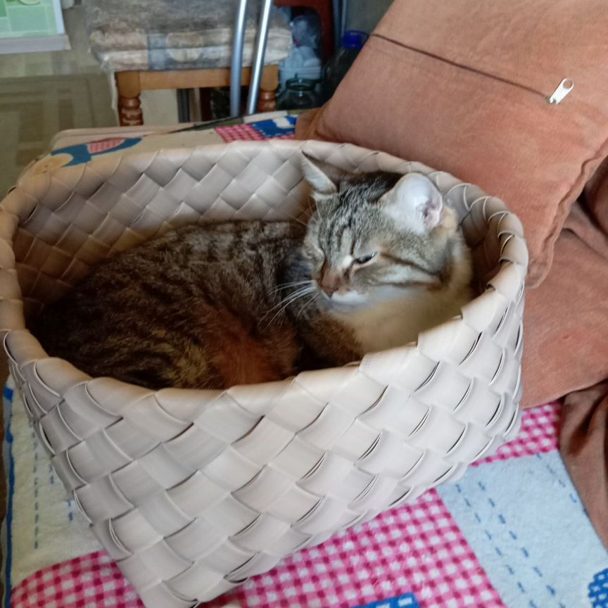 Лежанка для котиков