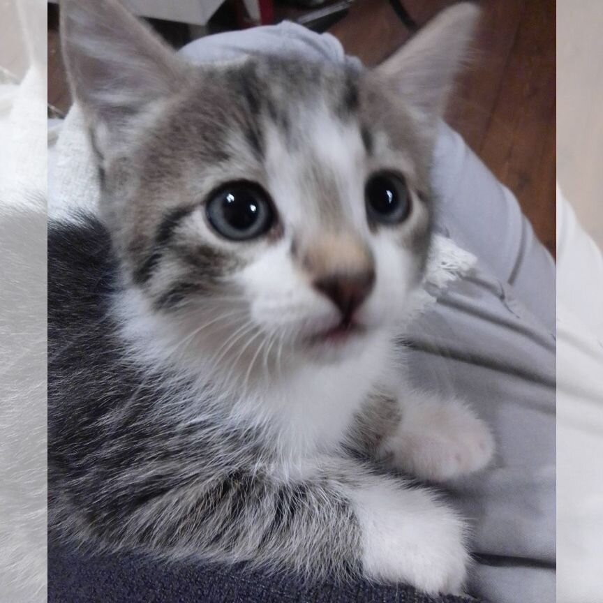 Котенок