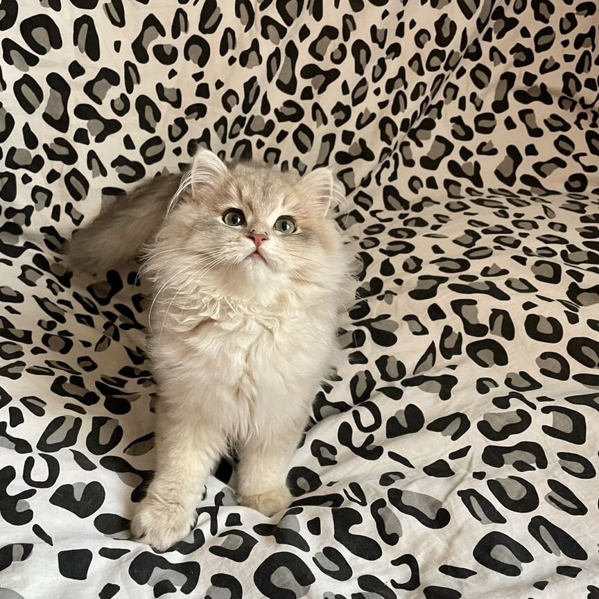 Золотая шиншилла котенок