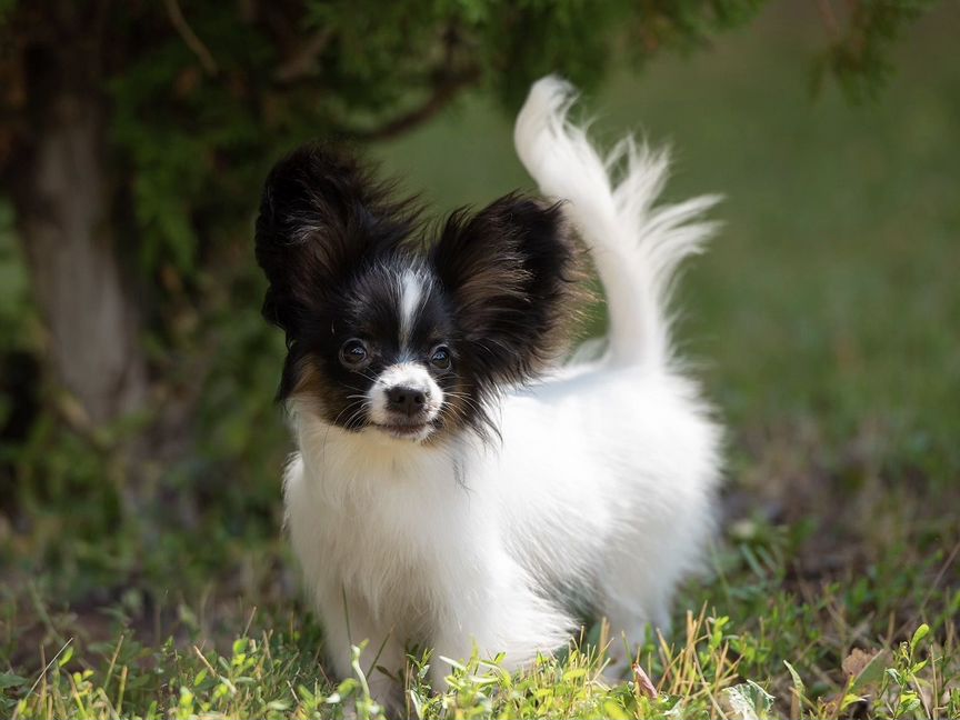 Щенок папийона мальчик