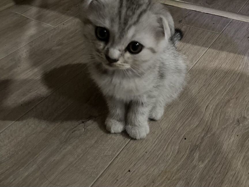 Шотландский вислоухий котик