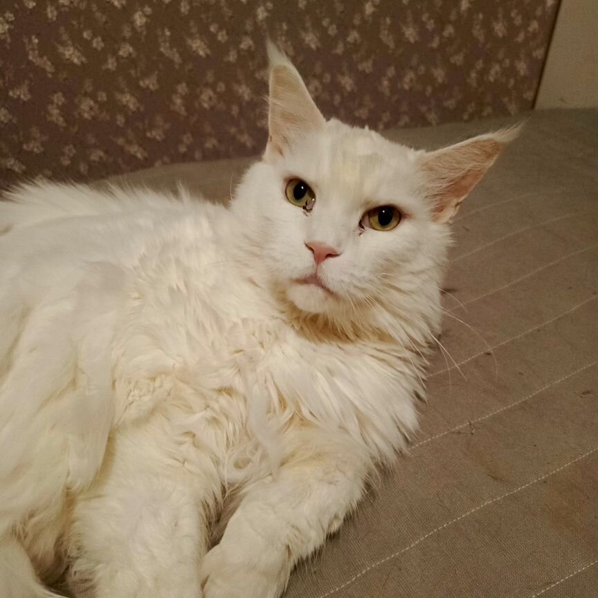 Кошка мейн-кун бесплатно