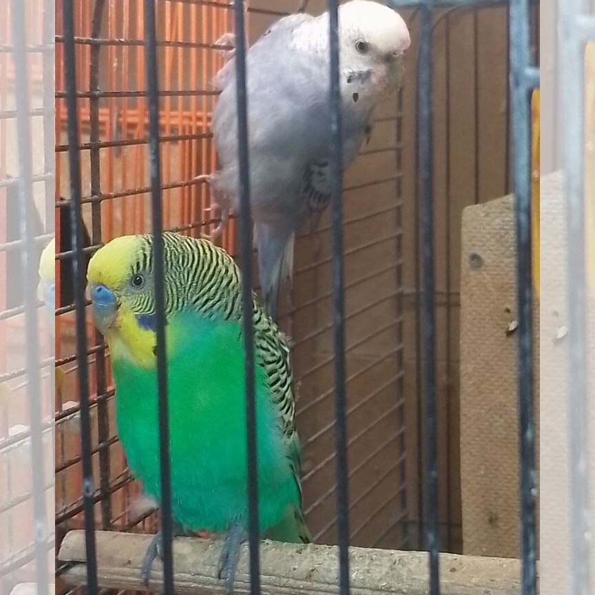 Волнистый попугай пара