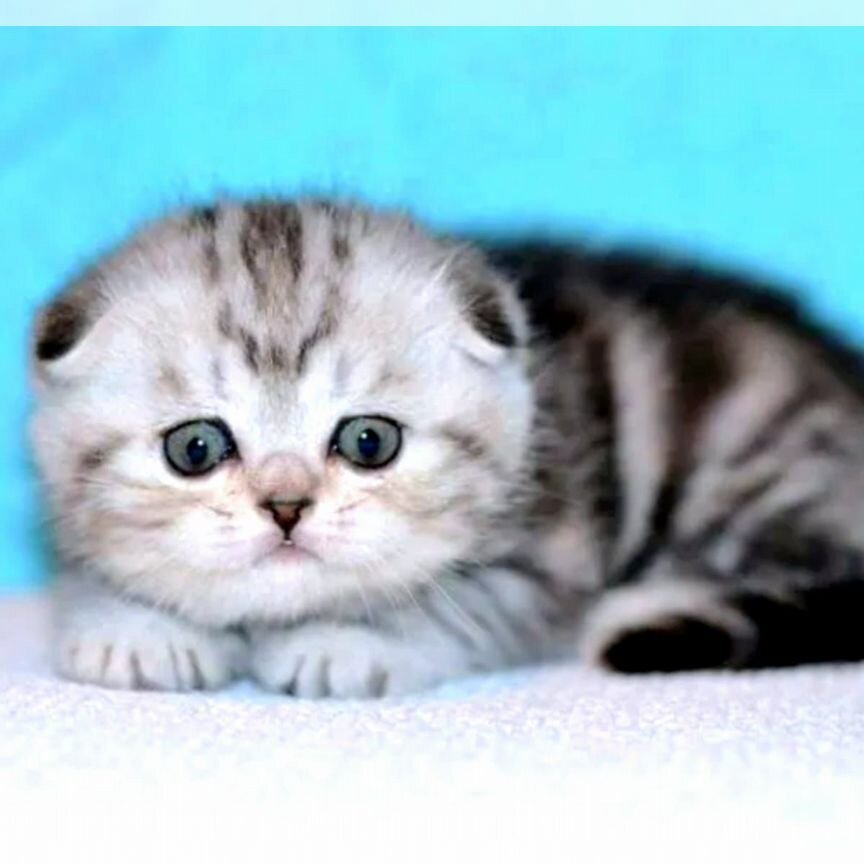 Вислоухие Мраморные Плюшки)