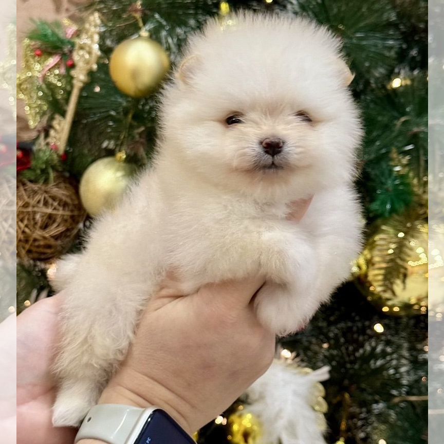 Померанский шпиц, щенок