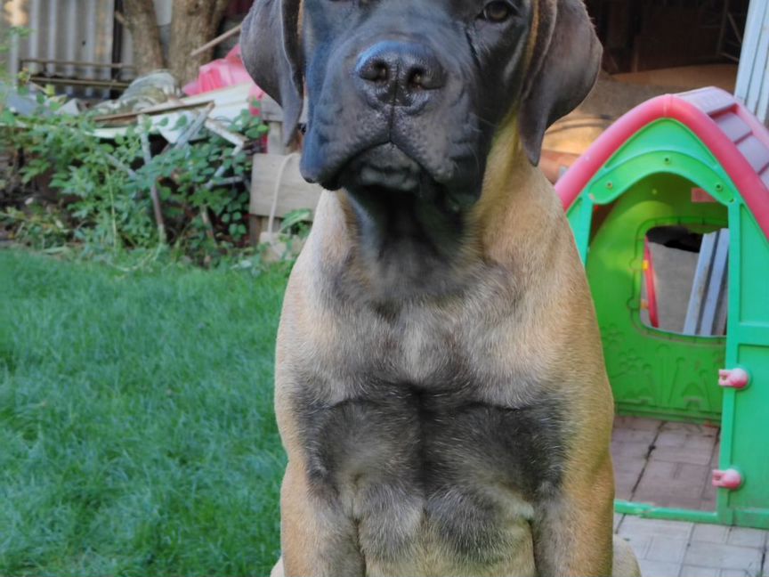 Бульмастиф девочка