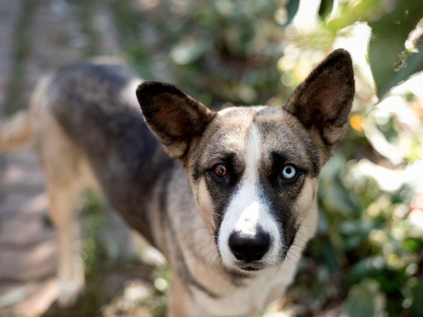 Метис хаски в добрые руки