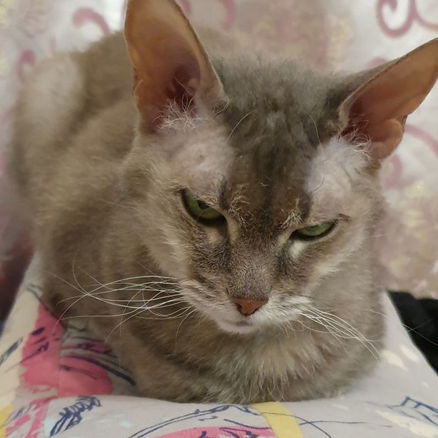 Донской сфинкс браш вязка