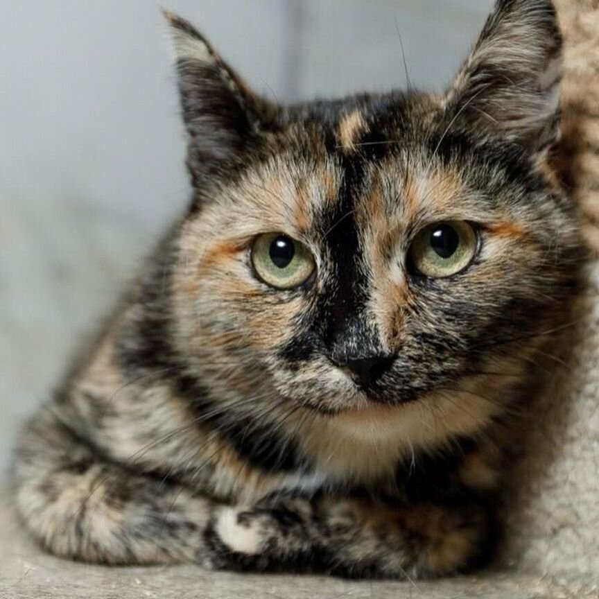 Взрослая, Девочка кошка в добрые руки