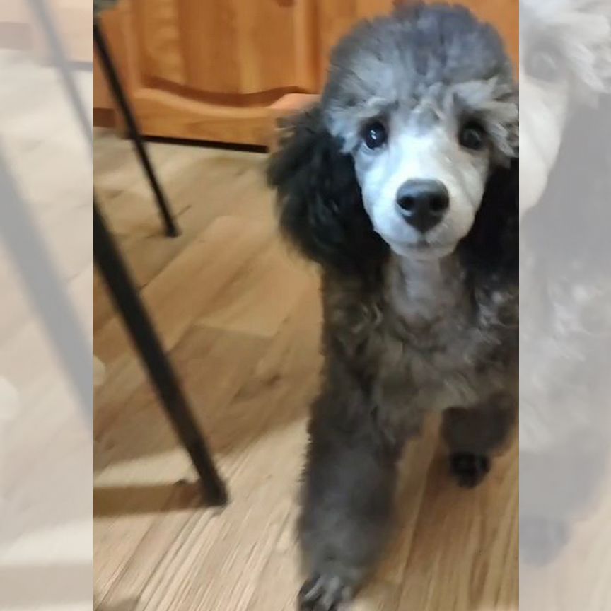 Пудель мелкая миниатюра с РКФ