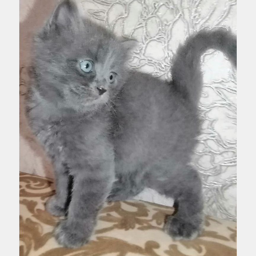 Отдам котят