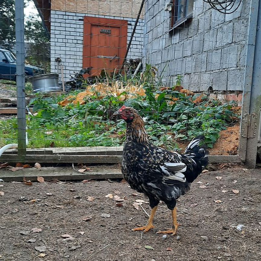 Молодые петухи араукана