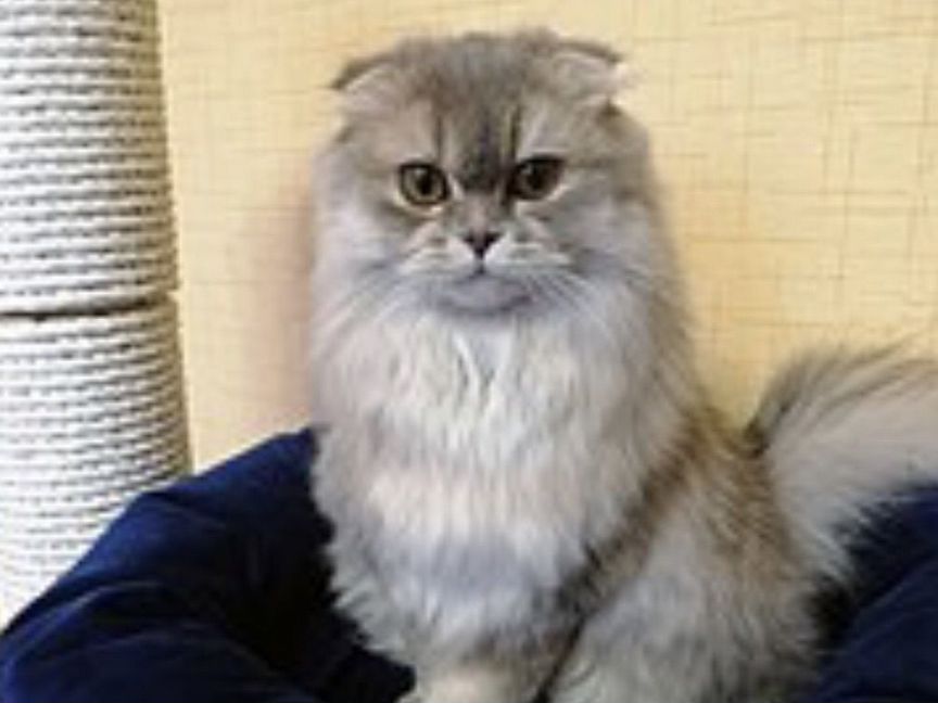 Шатланский вислоухий кот