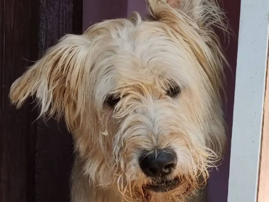 Собака в добрые руки