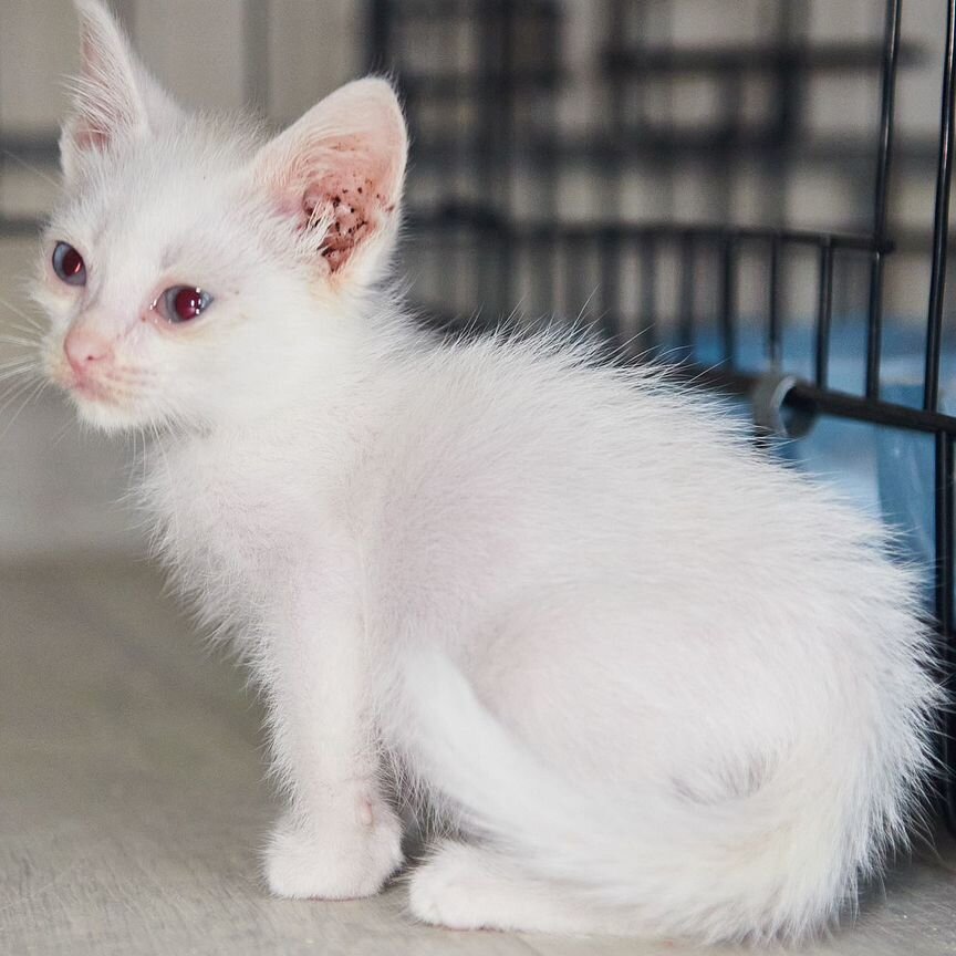 Котёнок породы турецкая ангора