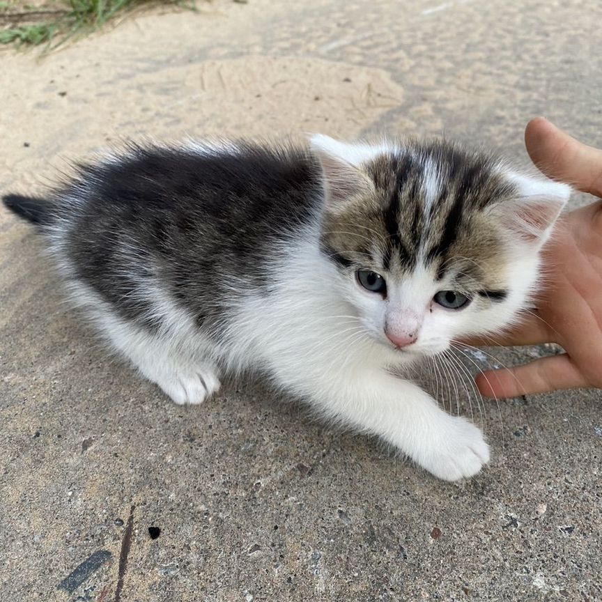 Котенок девочка