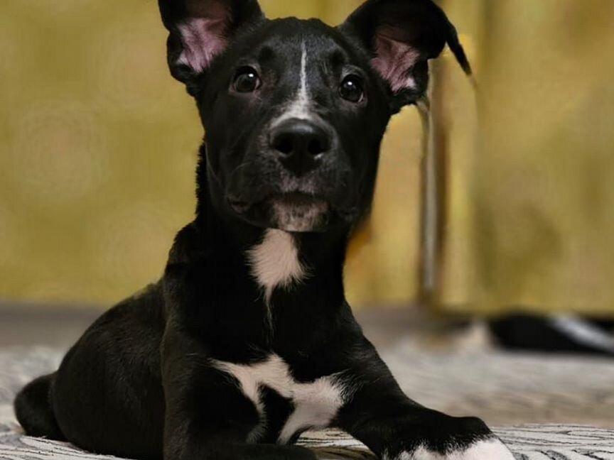 Стаффордшир помесь