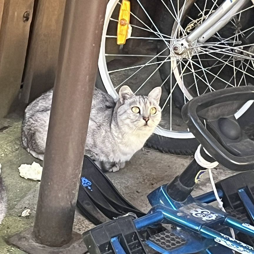 Кошка