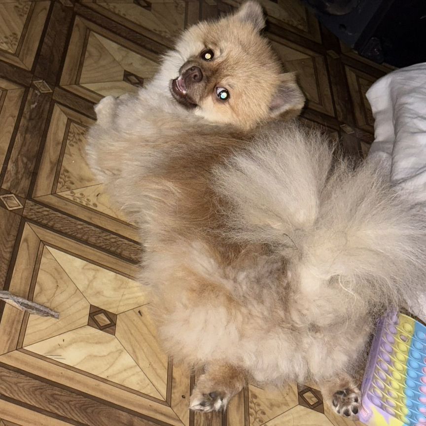 Немецкий шпиц, взрослая собака