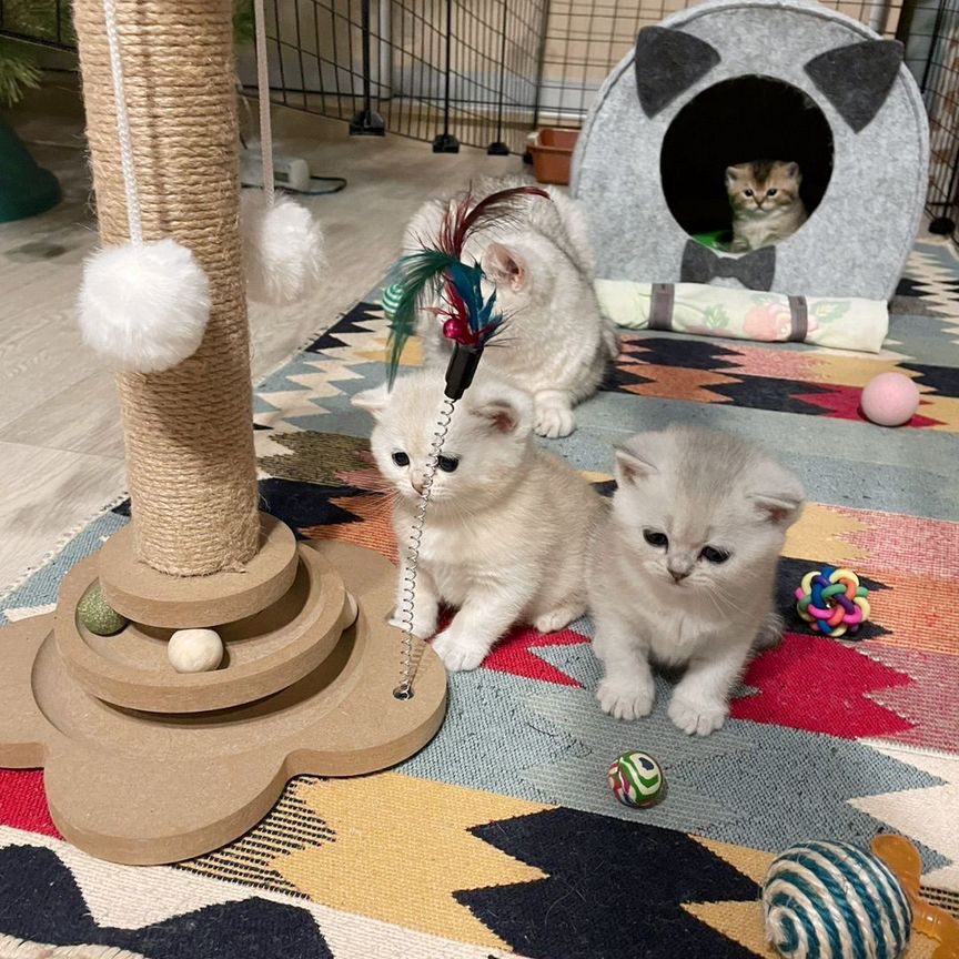 Британская шиншилла