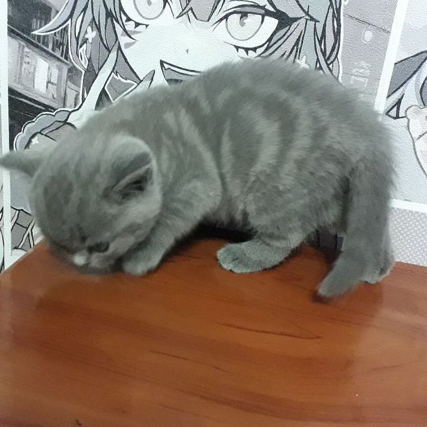 Британская чистокровная кошечка