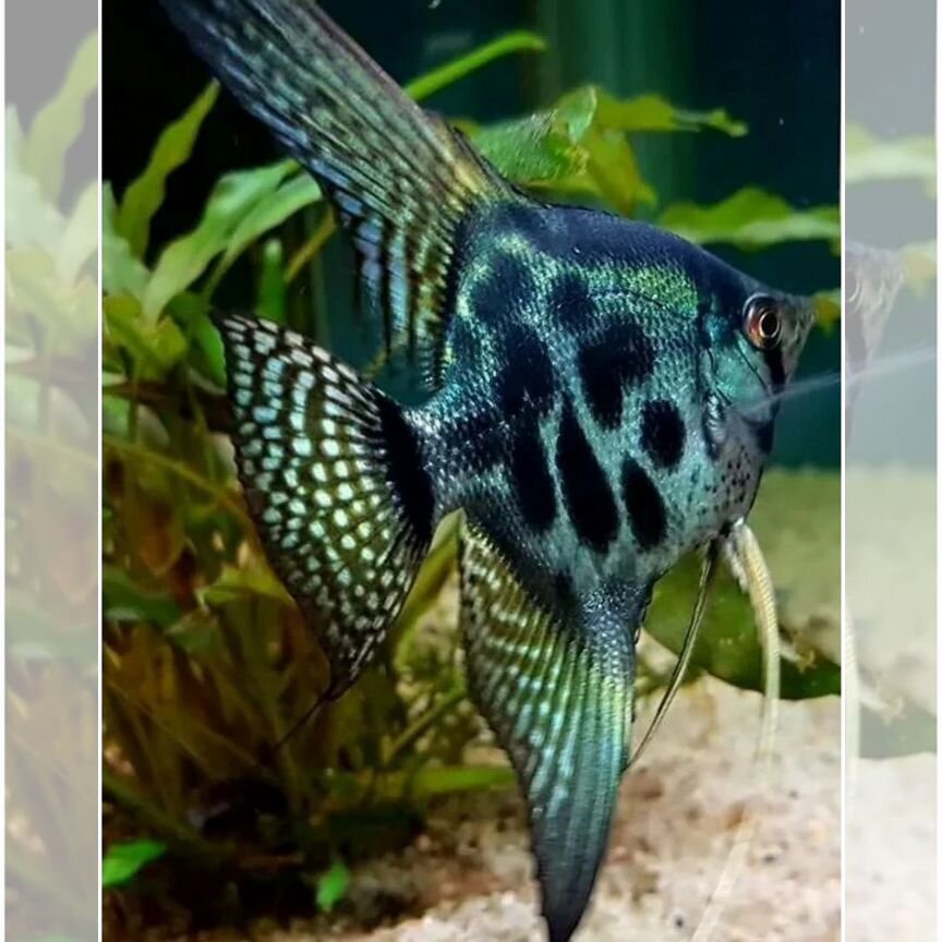 Скалярии Пиной-молодь