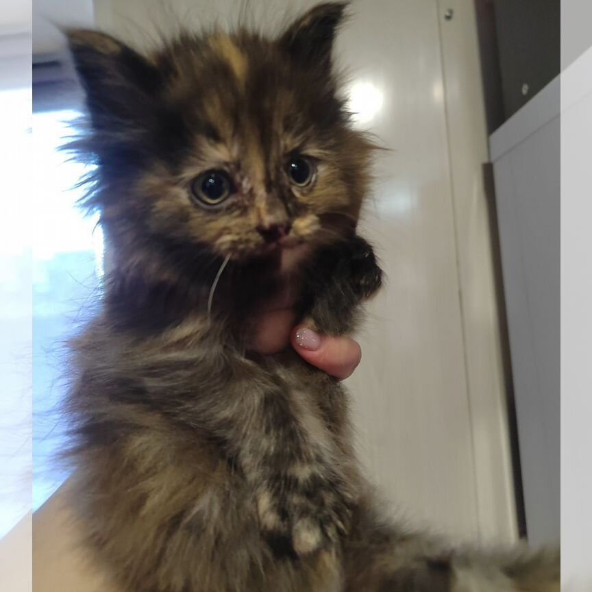 Мейн-кун котёнок