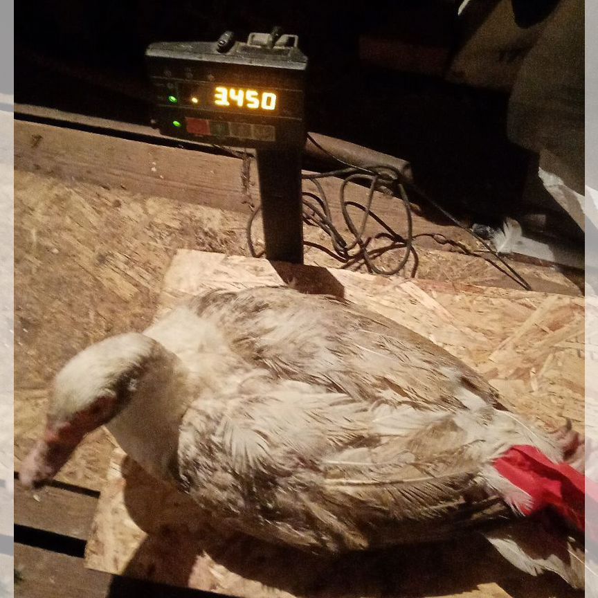 Инкубационное яйцо индоутки