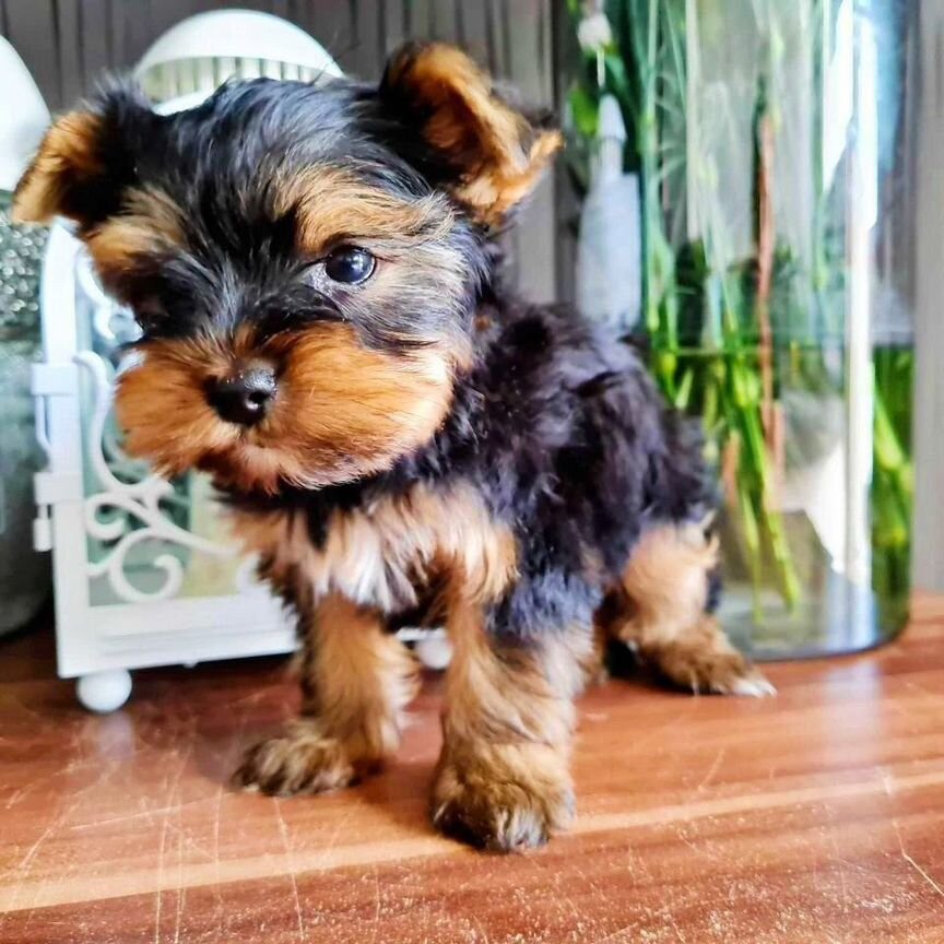 Йоркширский терьер мини щенки