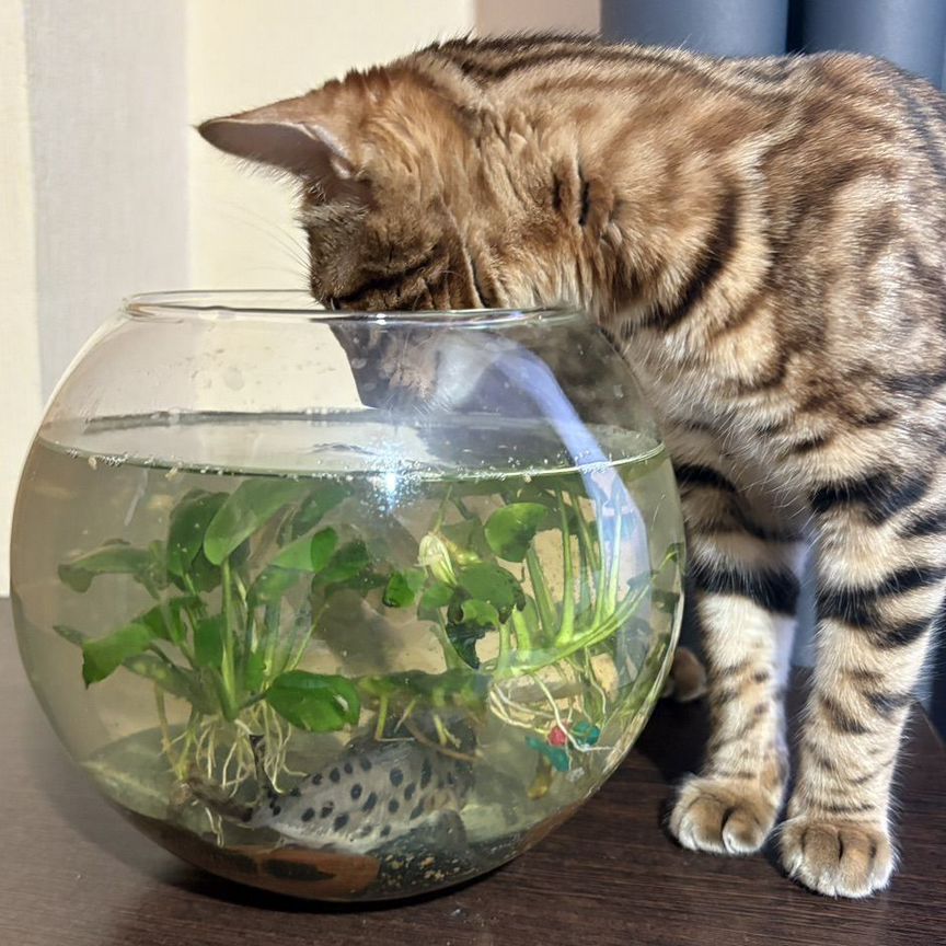 Аквариумные рыбки