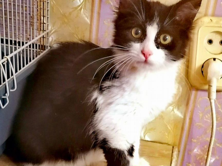 Ласковая потеряшка ищет дом