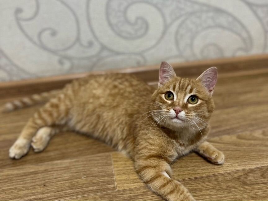 Котенок рыжий мальчик