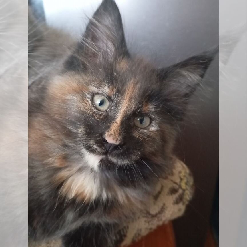 Мейн-кун котёнок