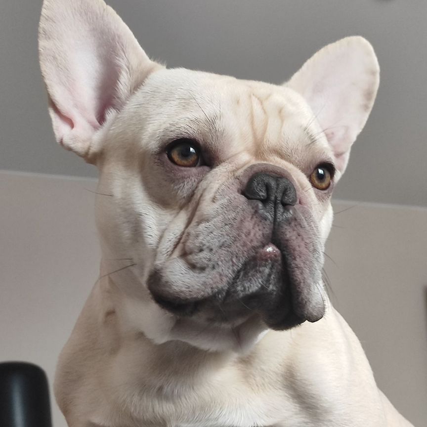 Французский бульдог, взрослый пёс
