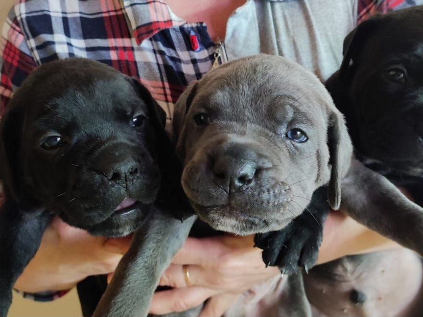 Щенки Кане Корсо мальчики