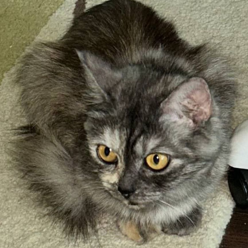 Кошка