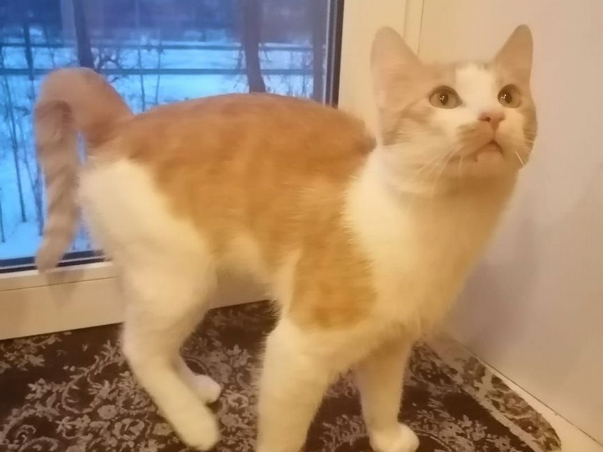Рыжий котик 8 месяцев