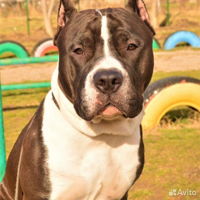 Стаффордширский терьер вязка